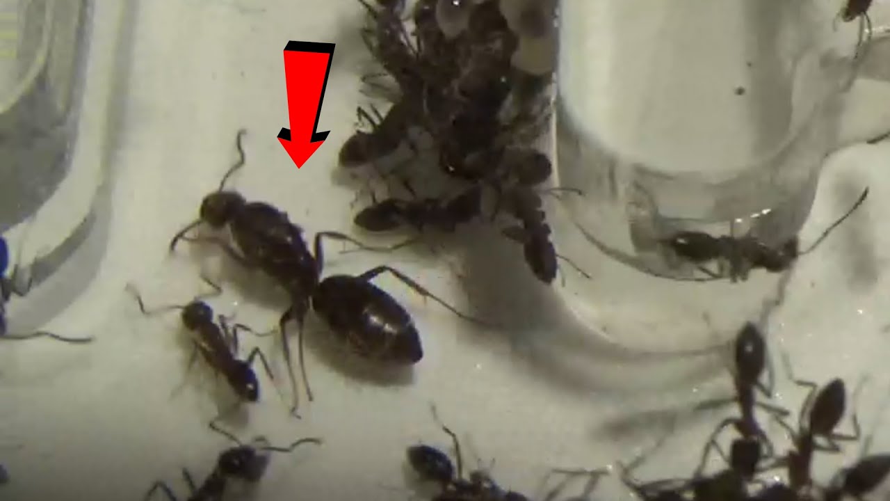 Linepithema Humile Colony - YouTube