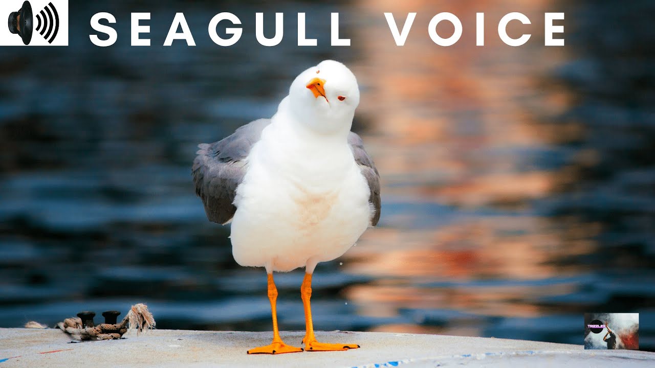 SEAGULL VOICE | CRY CALL | IN TOWN | CREAK | CALLING | SEABIRDS ...