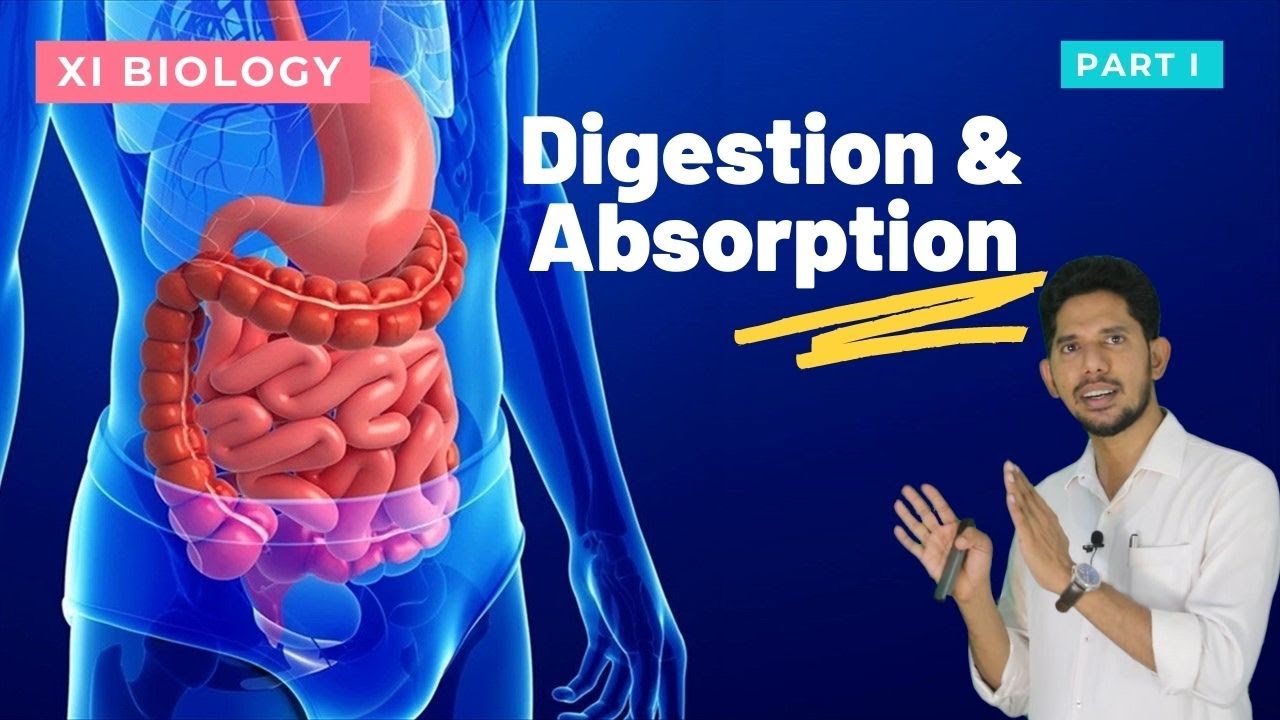 Digestion & Absorption | Part I | Class XI Biology | Basheer's Bio ...