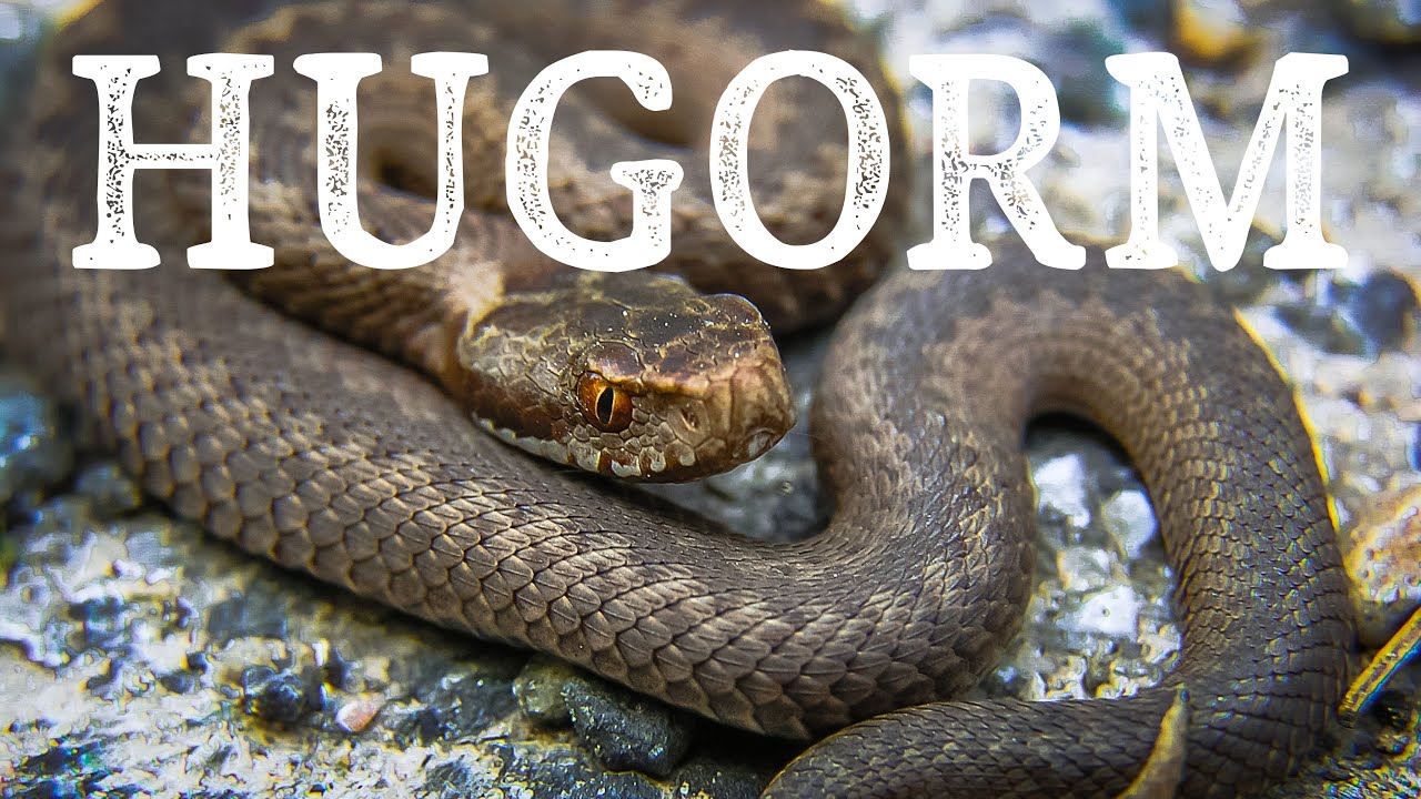 Hugorm // Den danske giftslange // Naturformidling, dansk naturfilm ...