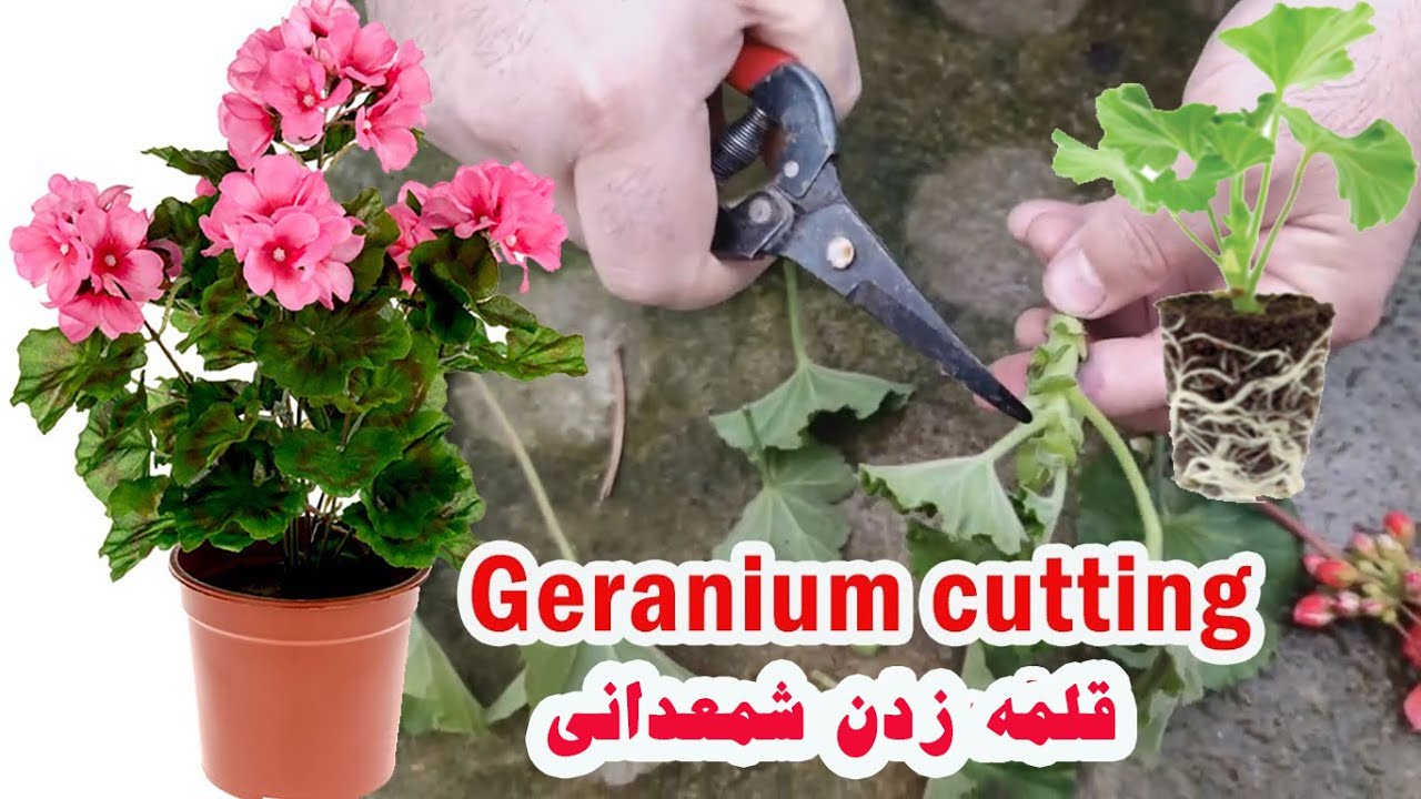 Cuttings and propagation of geraniums easily in minutes - YouTube
