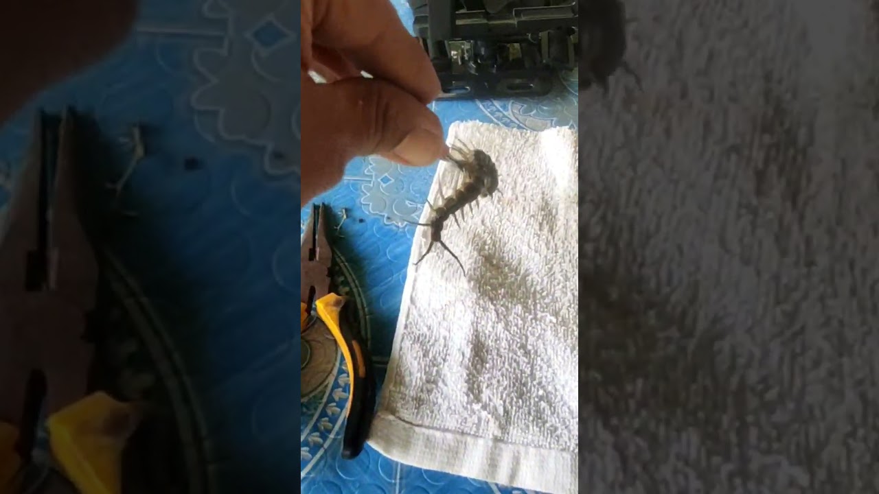 6 inches na sentipid,nakakatakot,bukidlife - YouTube