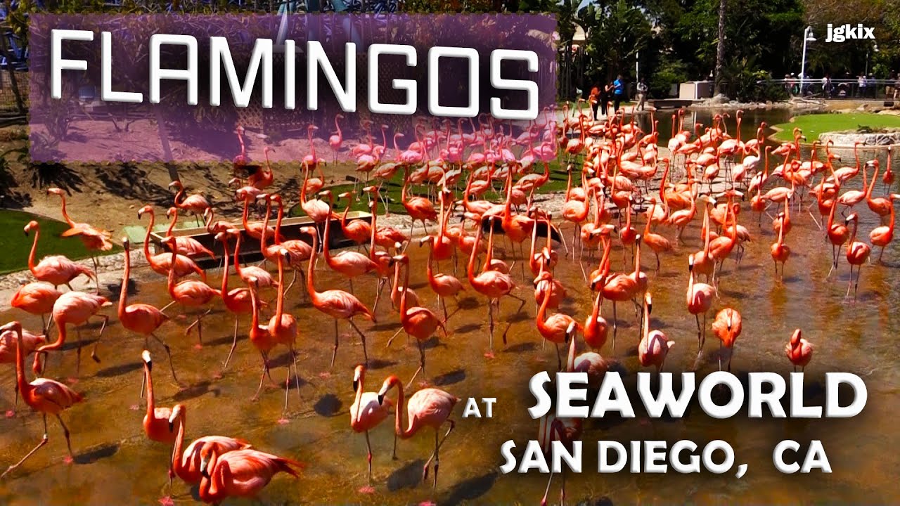 The Flamingos at SeaWorld San Diego, CA - YouTube