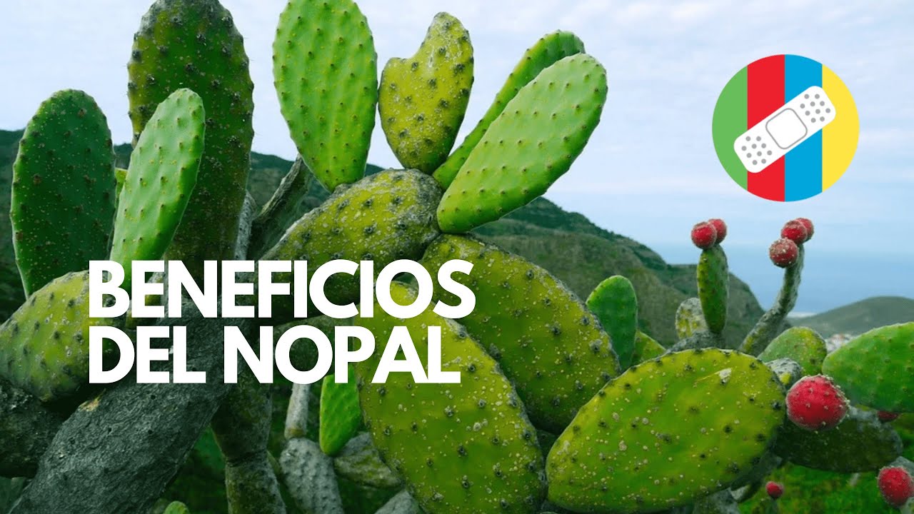 BENEFICIOS DEL NOPAL - YouTube