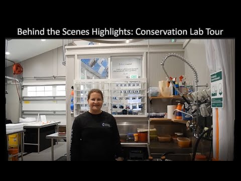 Behind the Scenes: Conservation Lab - YouTube