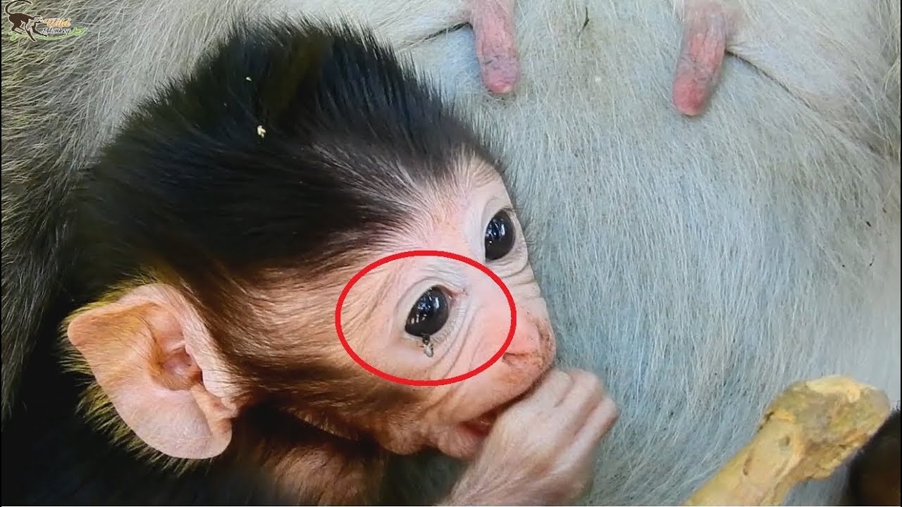 Very worry with baby monkey 3 day, Flies still surround and bite eyes ...