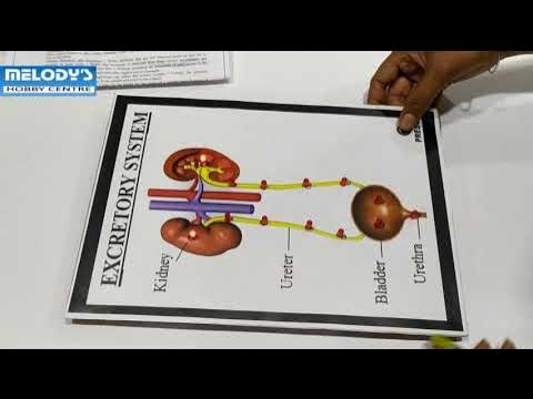 Excretory System- Biology Science Working Model Project. - YouTube
