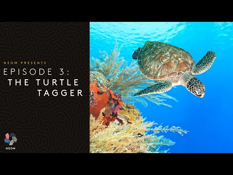 NEOM and OceanX | Episode 3: The Turtle Tagger - YouTube