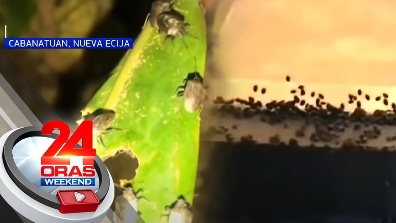 Sandamakmak na 'alitangya', perwisyo sa mga residente | 24 Oras Weekend ...