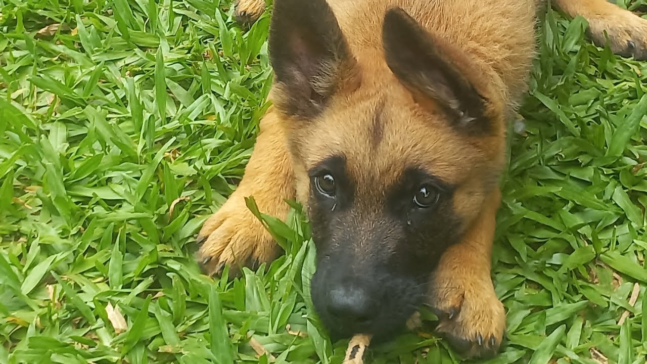 momentos dogs - YouTube