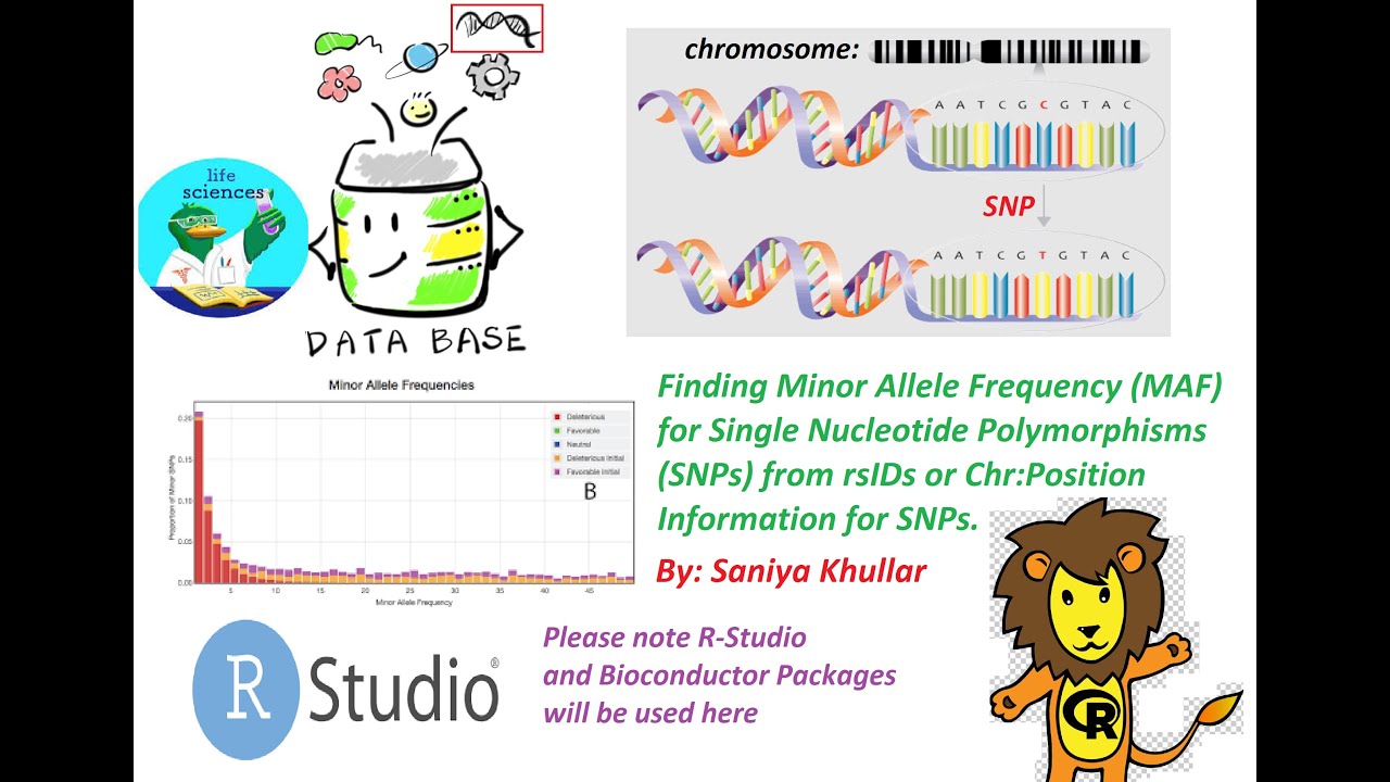 Finding Minor Allele Frequency MAF For SNP Genetic Variants From finding-minor-allele-frequency-maf-for-snp-genetic-variants-from