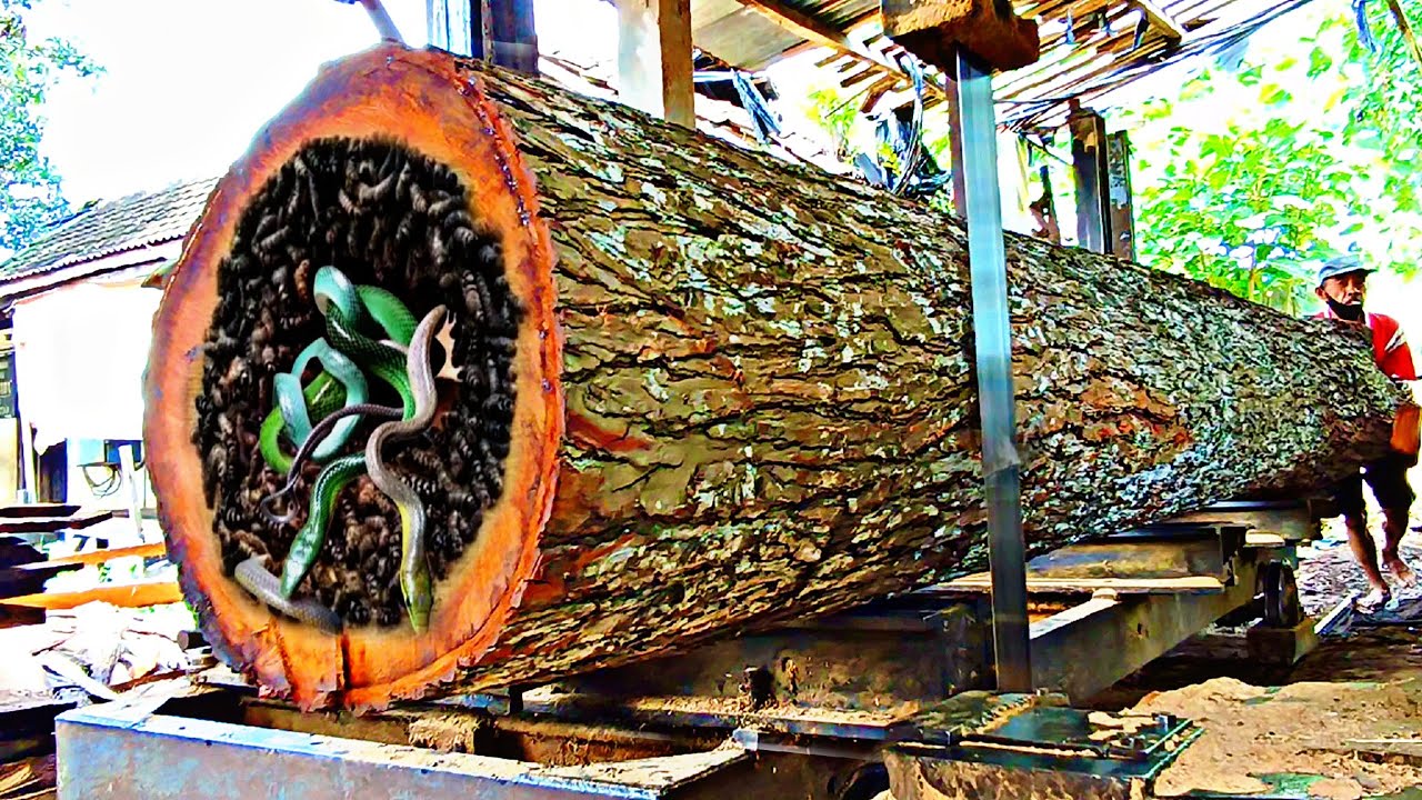 Unexpected surprise of multimillion-dollar red logs at sawmill - YouTube