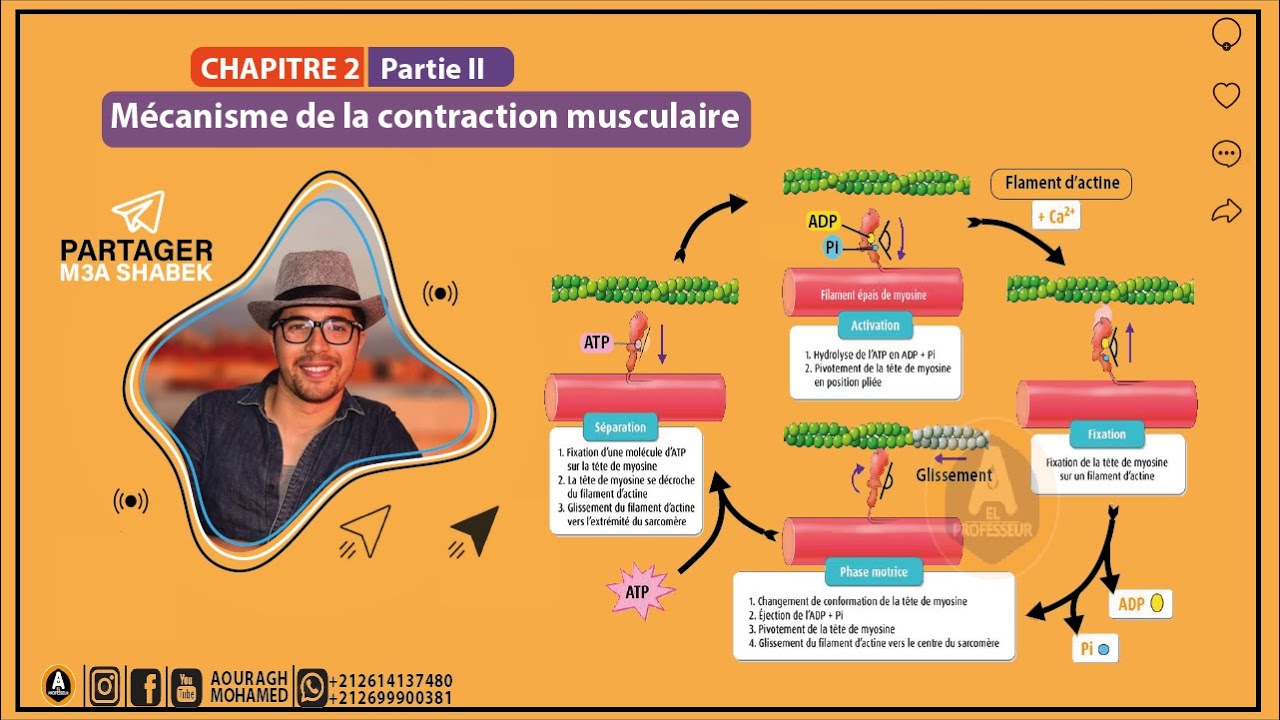 Mécanisme de contraction musculaire - YouTube