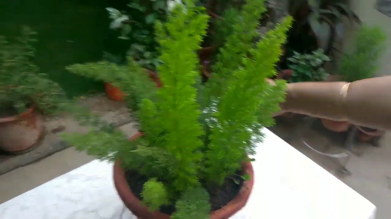 Fox tail fern care - YouTube