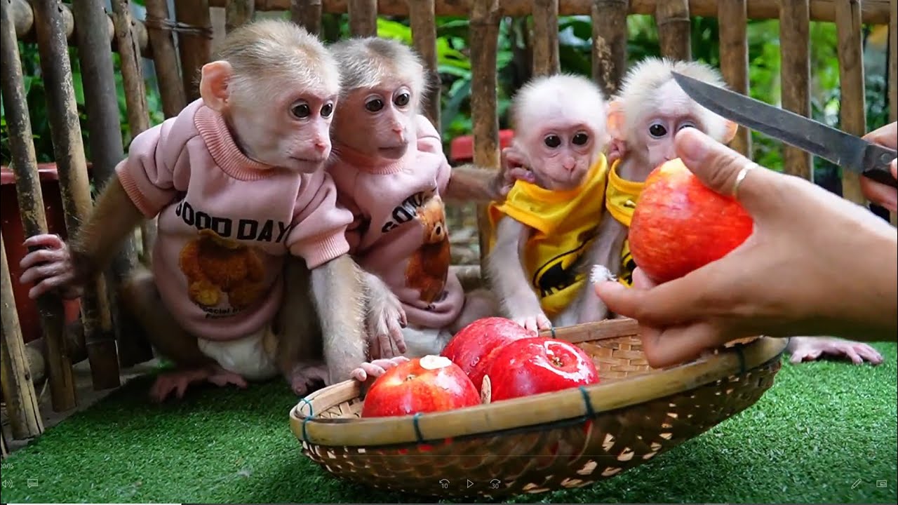 Wow Yummy 4 monkey like eating apple - YouTube