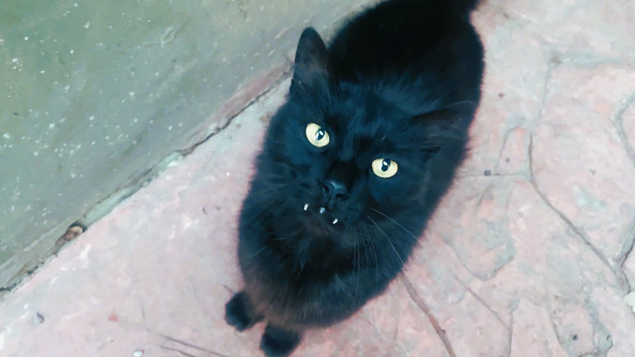 Black Cat with Vampire Teeth! 🐱🦇 - I Love Meeting Street Cats Daily! 💖 ...