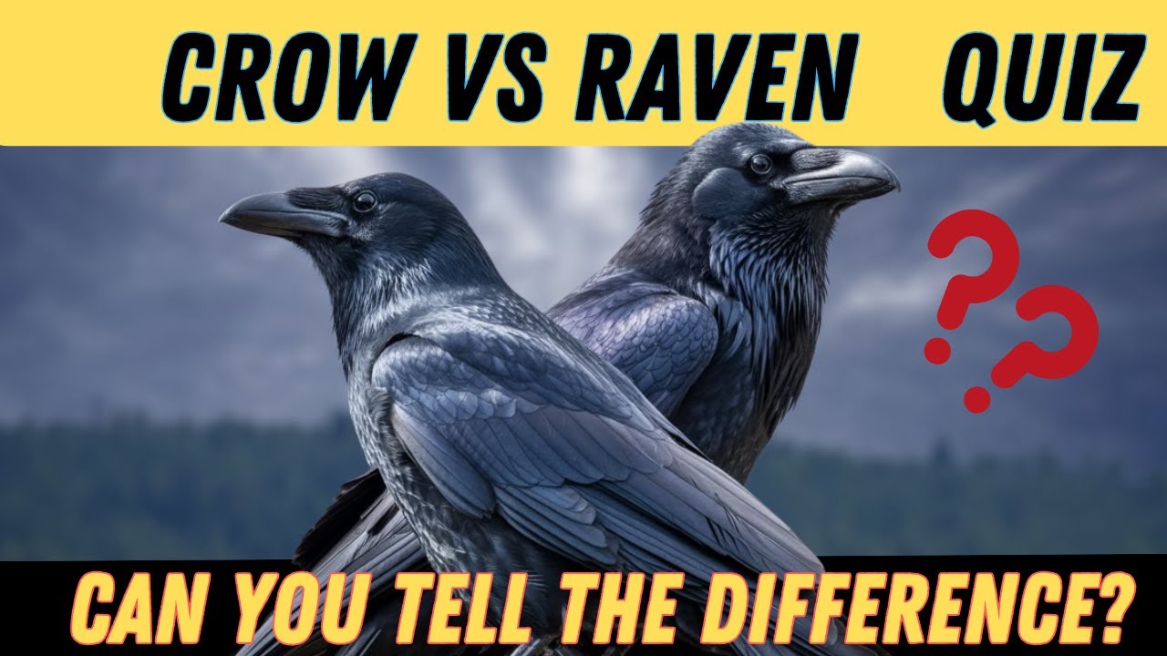 Crow vs Raven Quiz - Can You Tell Them Apart? 20 Questions - YouTube