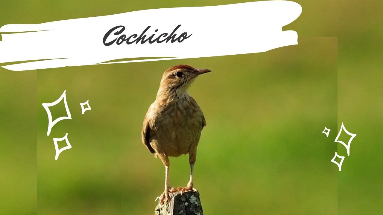 Cochicho - Anumbius annumbi - Firewood-Gatherer - YouTube