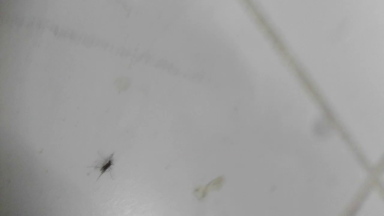 Lamok na pasaway - YouTube