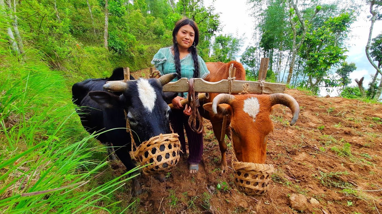woman ploughing oxen | nepal village life | woman hard working in the ...