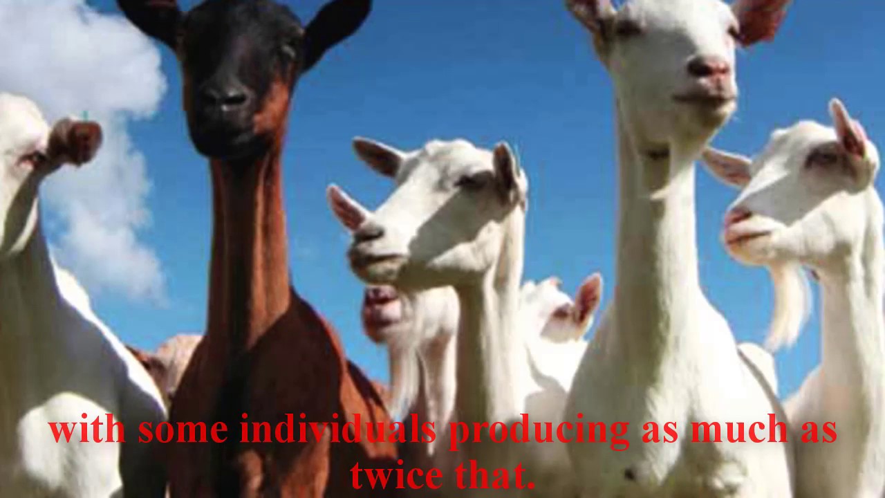 Murcia Granada kids goat video - YouTube