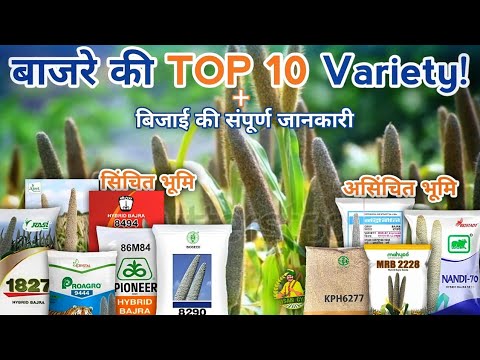 बाजरे की TOP 10 variety! बाजरे की उन्नत किस्में | Bajre ki TOP Variety ...