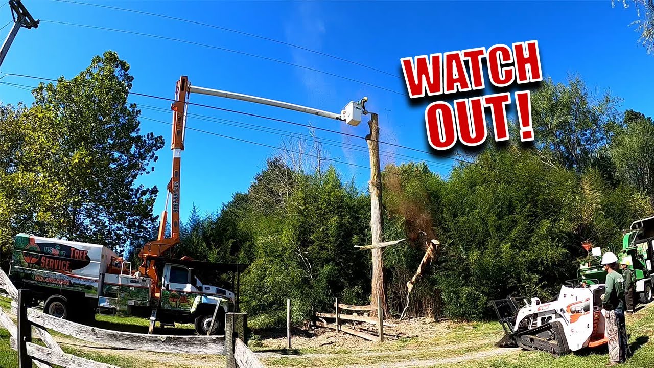 Removing Multiple Trees Near Power Lines | Extremely Windy Day - YouTube