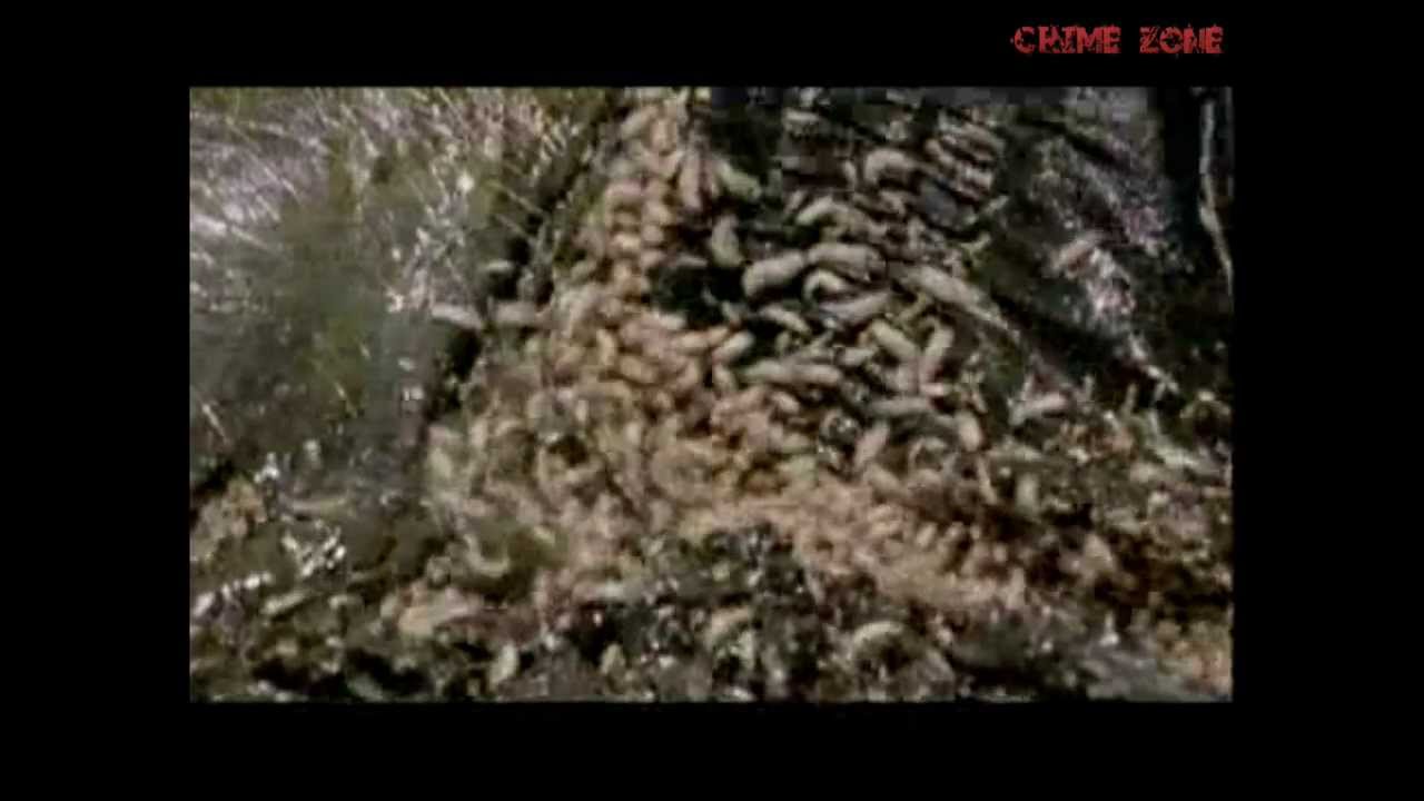 Crime Scene Creatures (From Eggs to Maggots) - Crime Zone - YouTube
