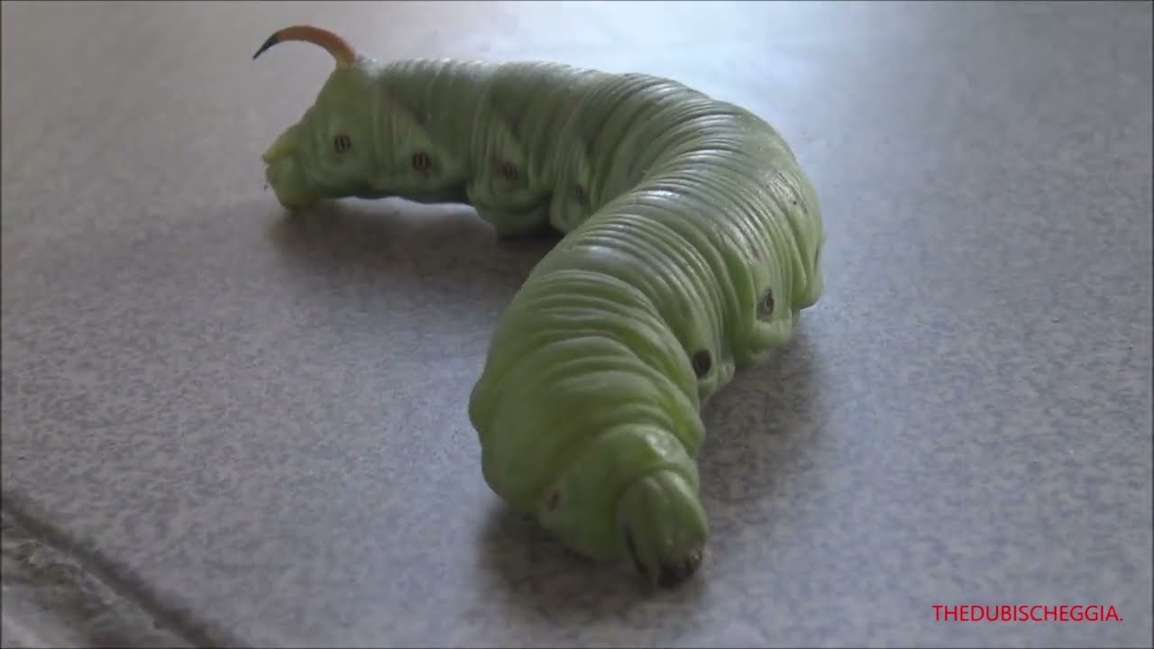 UN BRUCO GIGANTE - SAB. 27 - 8 - 2022. - YouTube