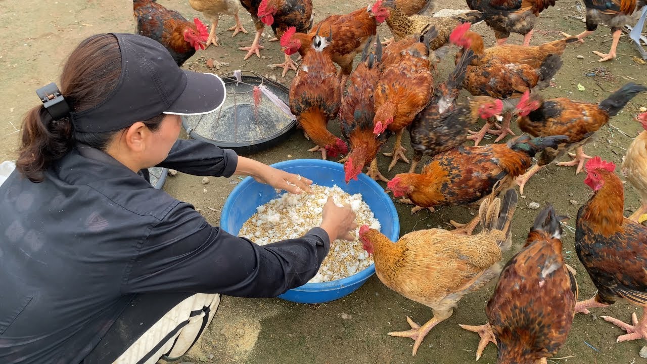 Rural Life: Guide to Effective Small-Scale Chicken Raising at Home ...