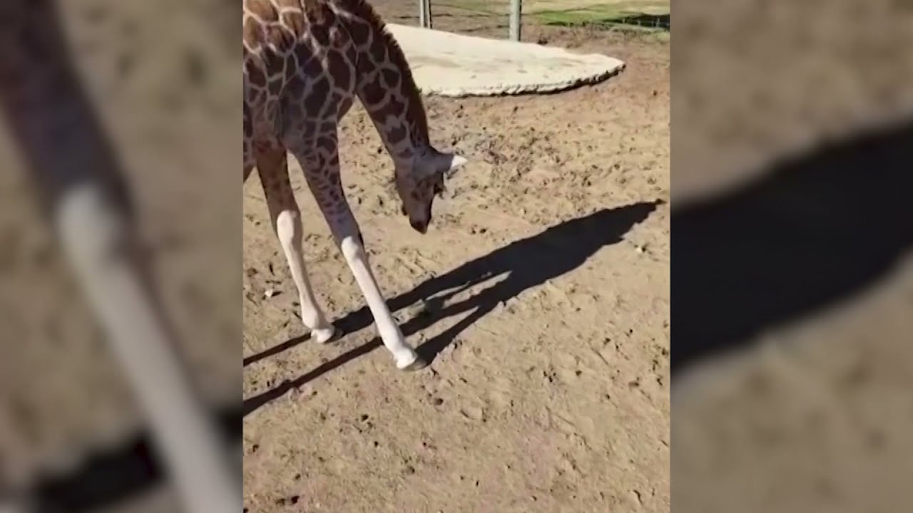 'What's that?' Baby giraffe discovers her shadow - YouTube