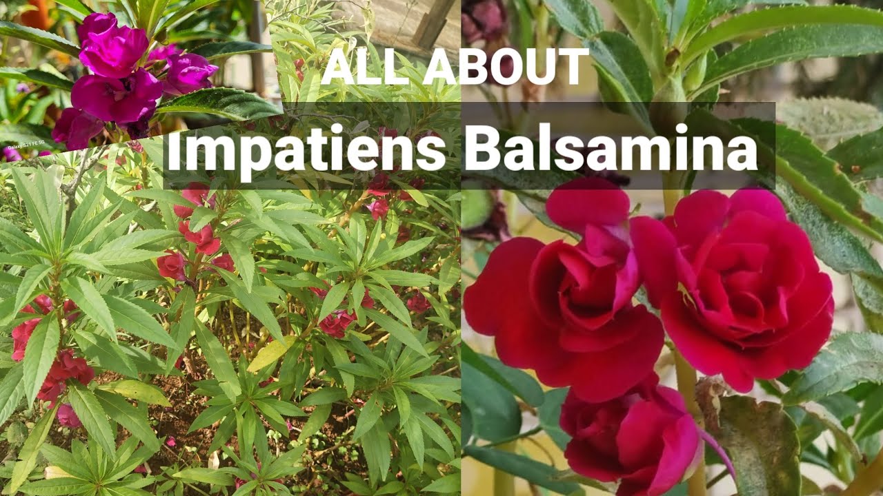 Best Flowering Plant | How to grow and care of Balsam plant| Summer ...