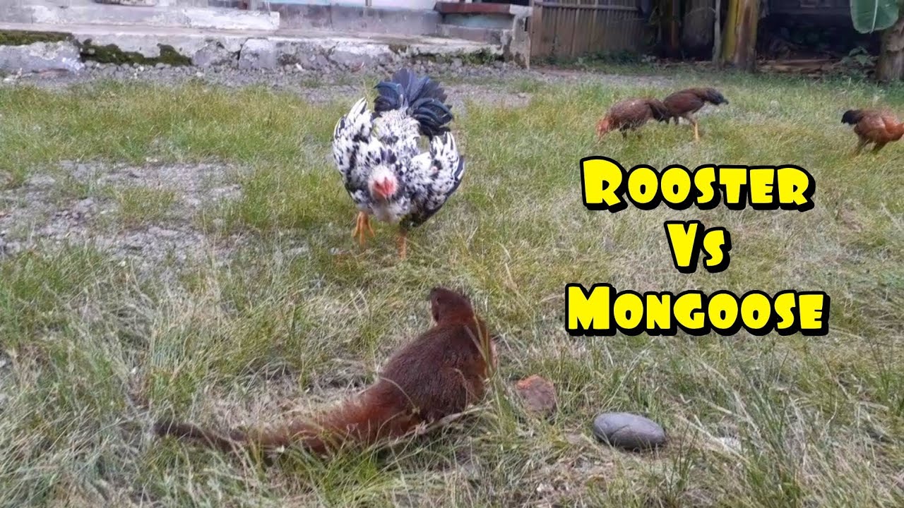 Mongoose vs rooster - which one wins? - YouTube