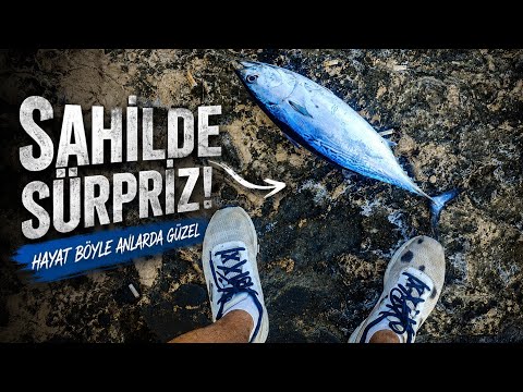 MERSİN'DE YAZILI ORKİNOS AVI ... İlk video denemeleri .