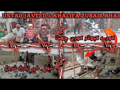 USTAD JAVEED & KHALIFA ZUBAIR BHAI|| 250 DASI KABOOTAR||200 KABOOTAR ...