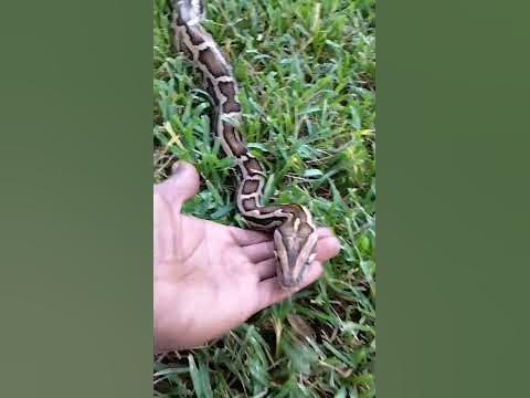 Burmese python handling outside ‼️💯#reptile #snake #pythons - YouTube