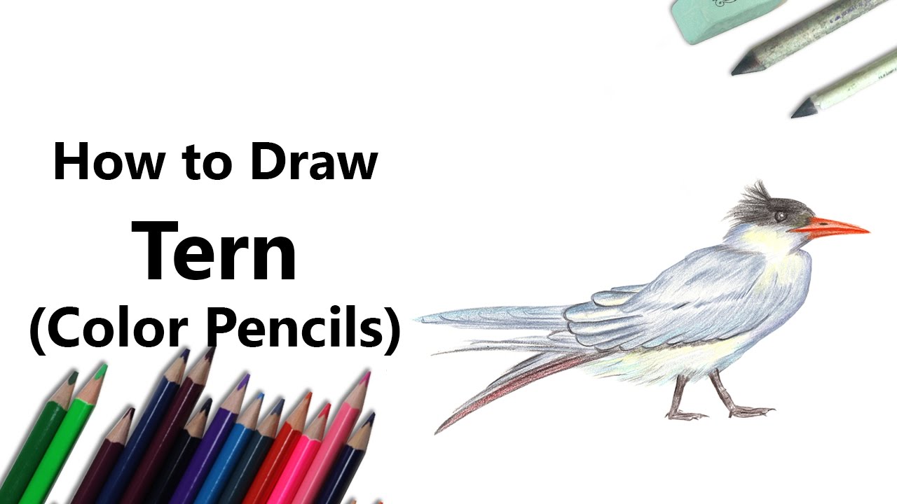 How to Draw a Tern with Color Pencils [Time Lapse] - YouTube