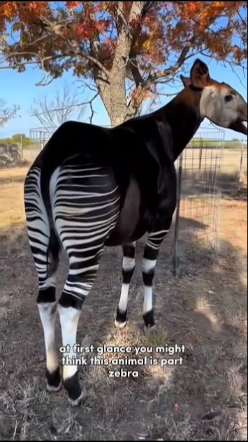 "The Animal That Looks Fake – Meet the Okapi!" #animals #didyouknow # ...