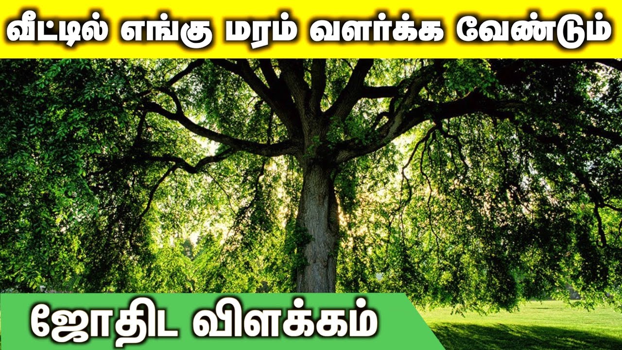 வீட்டில் எங்கு மரம் வளர்க்க வேண்டும் #vasthusasthram #vastushastratips ...