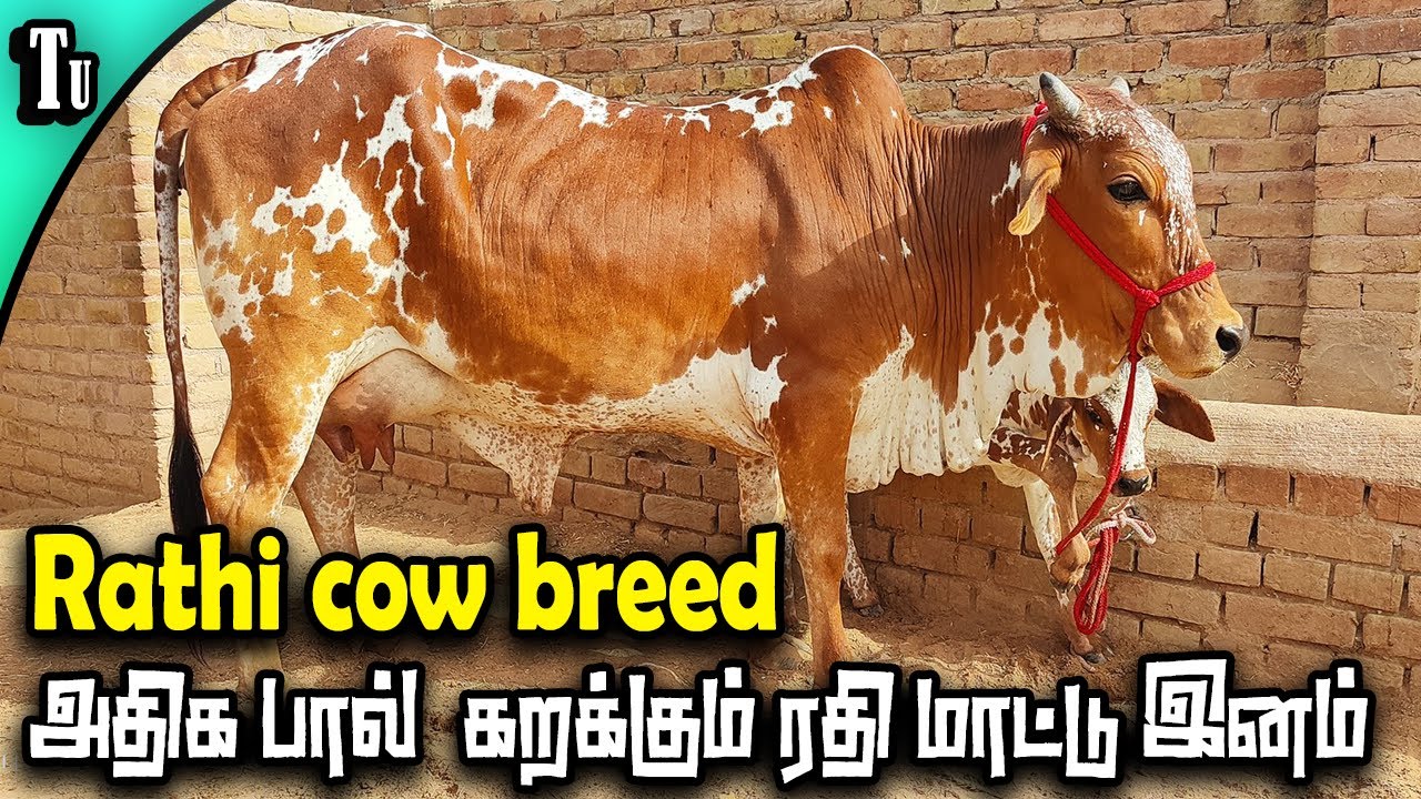 Rathi cow breed - ரதி மாட்டு இனம் - YouTube