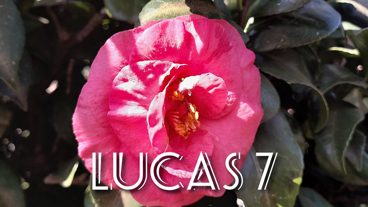 🙏🏻Leituras das Escrituras(Novo Testamento/Lucas)Cap-7-Anabela Ruiz📖 ...