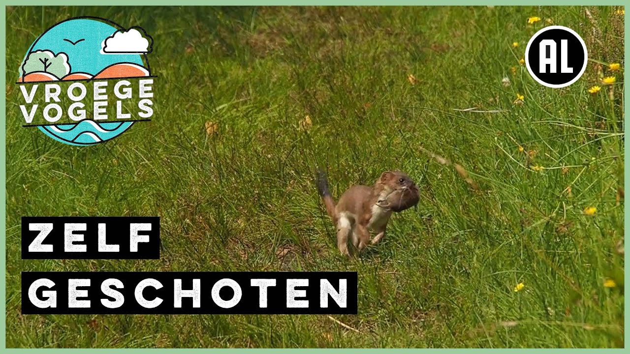 Hermelijn huppelt met prooi | Zelf Geschoten | Vroege Vogels - YouTube