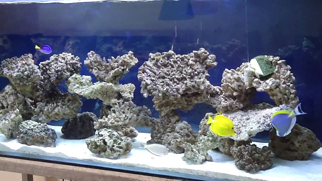 FOWLR aquarium by rd - YouTube