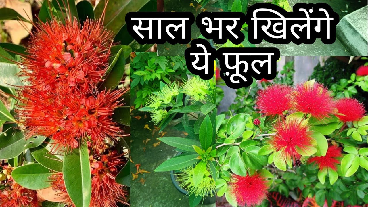 First Love and Powder puff All time blooming flowers - YouTube
