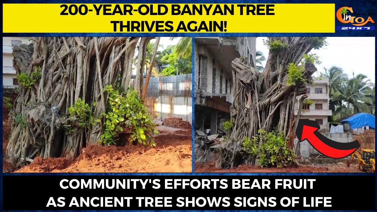 200-Year-Old Banyan Tree Thrives Again! - YouTube