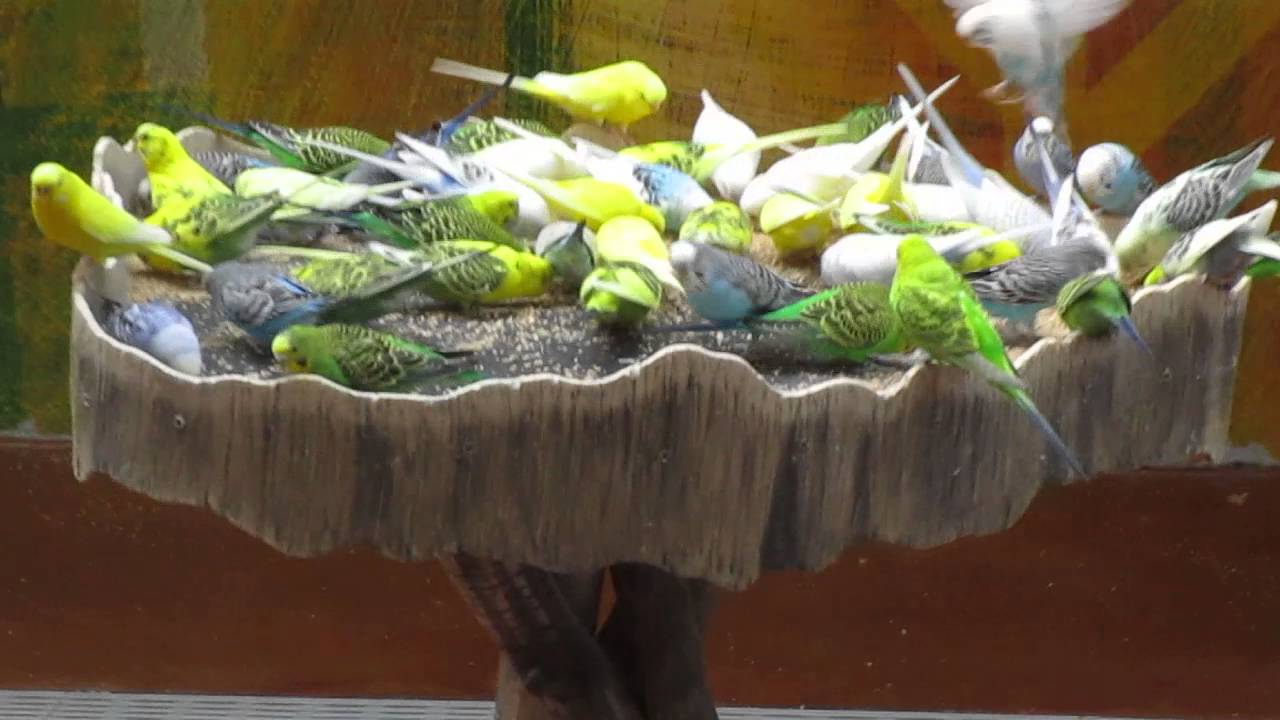 Parakeet House Brookfield Zoo 7-27-16 - YouTube