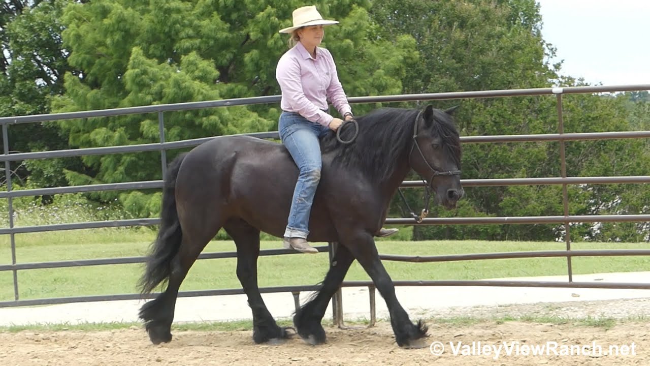 Leo - lay down, fence mount, ride bareback! - ValleyViewRanch.net - YouTube