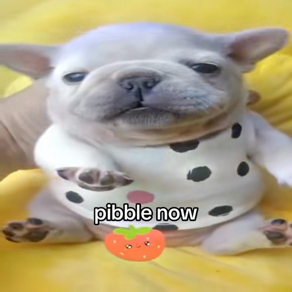 pibble used to mog back then - YouTube