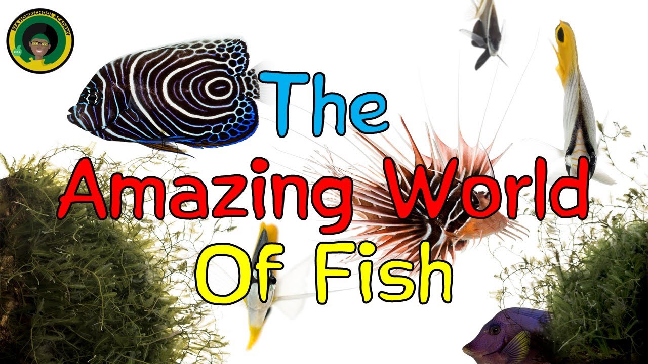 The Amazing World of Fish | Fish | Learn about Animals | Animal Video ...