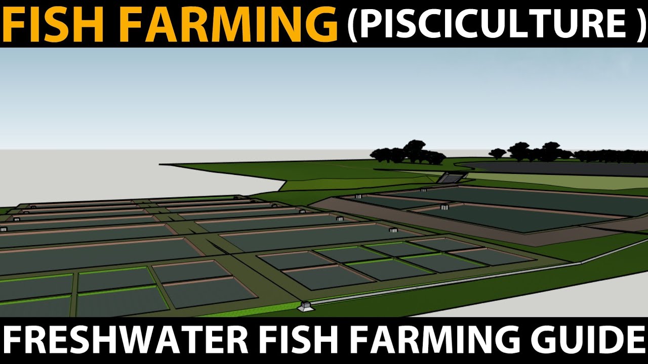 Fish Farming 3D Design | Fish Farming Guide | Pisciculture Fish Farming ...